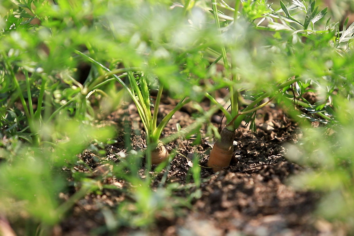 Gallery - IMPACT Farm