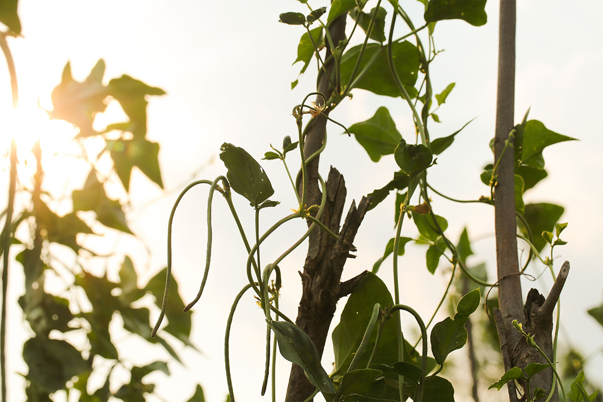 Gallery - IMPACT Farm