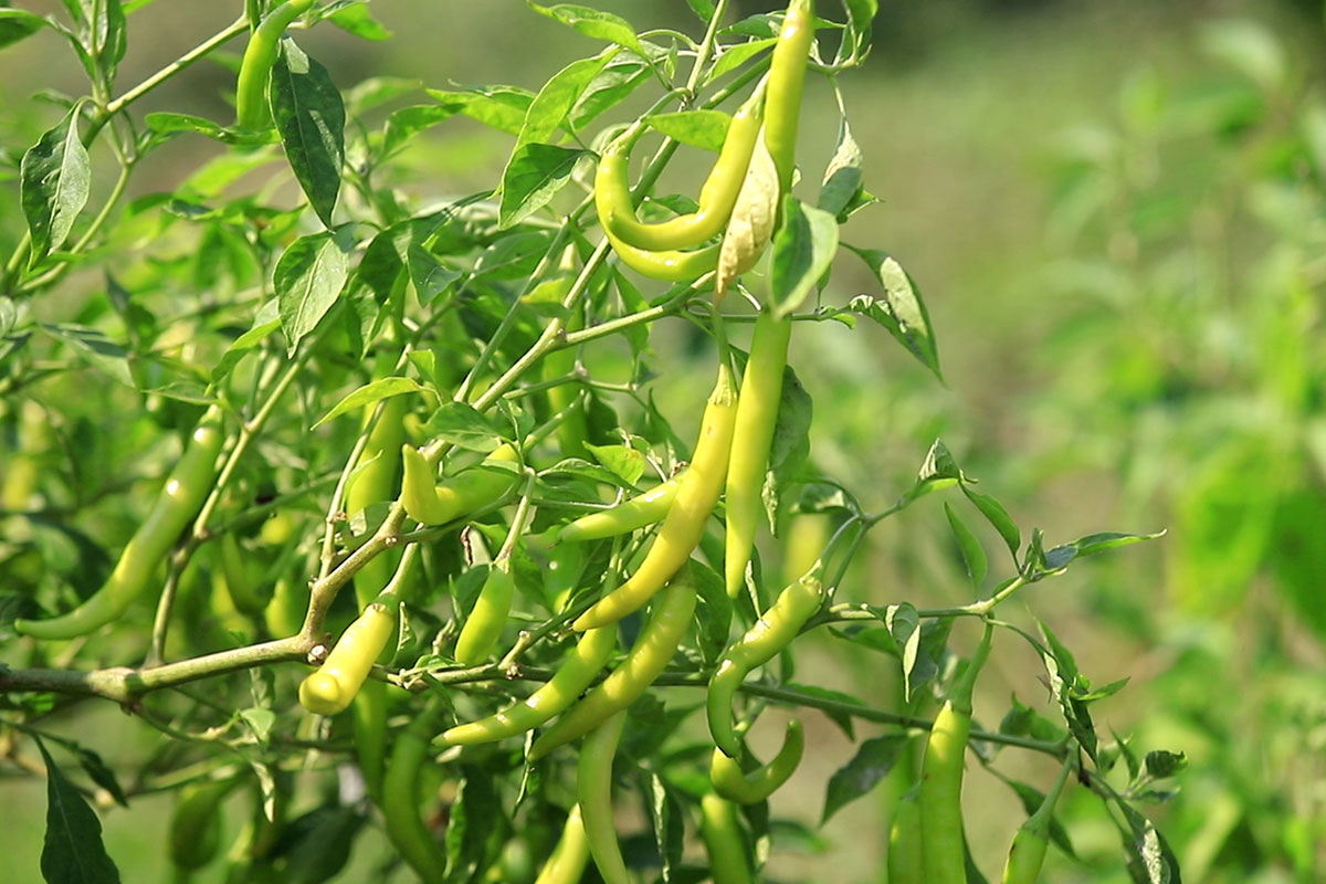 Gallery - IMPACT Farm