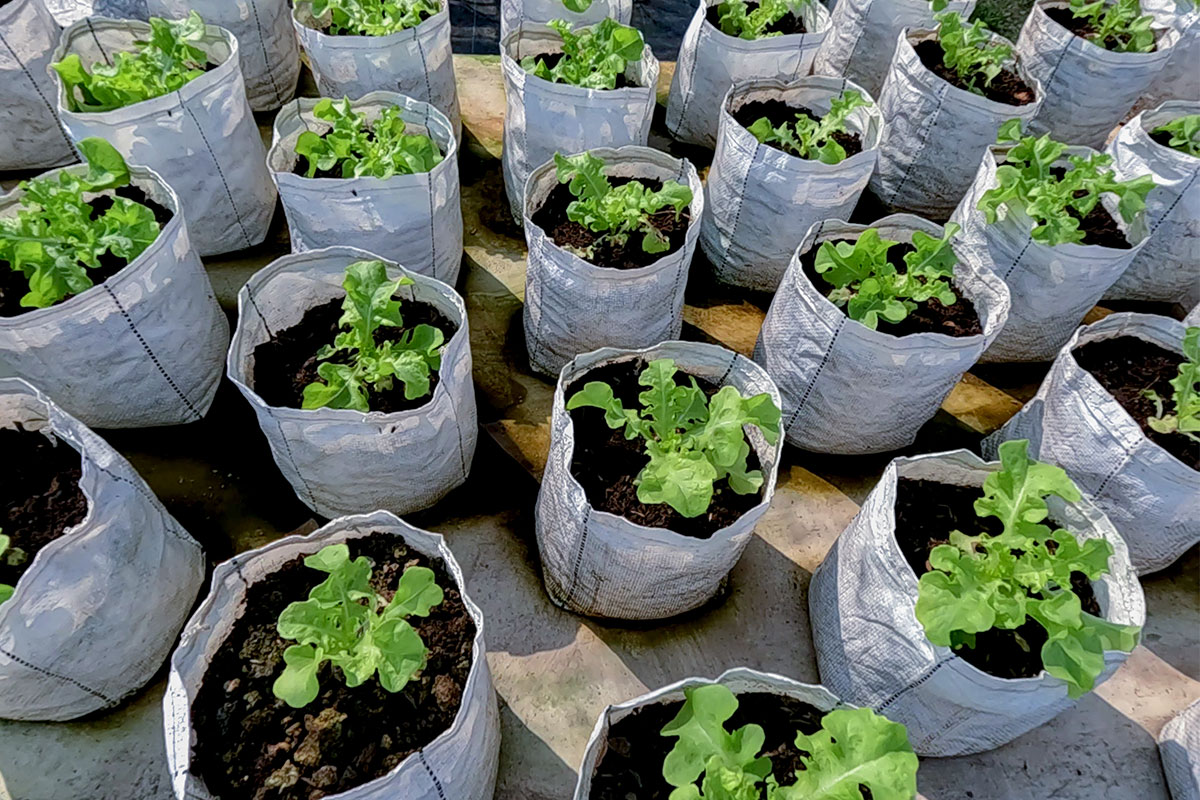 Gallery - IMPACT Farm