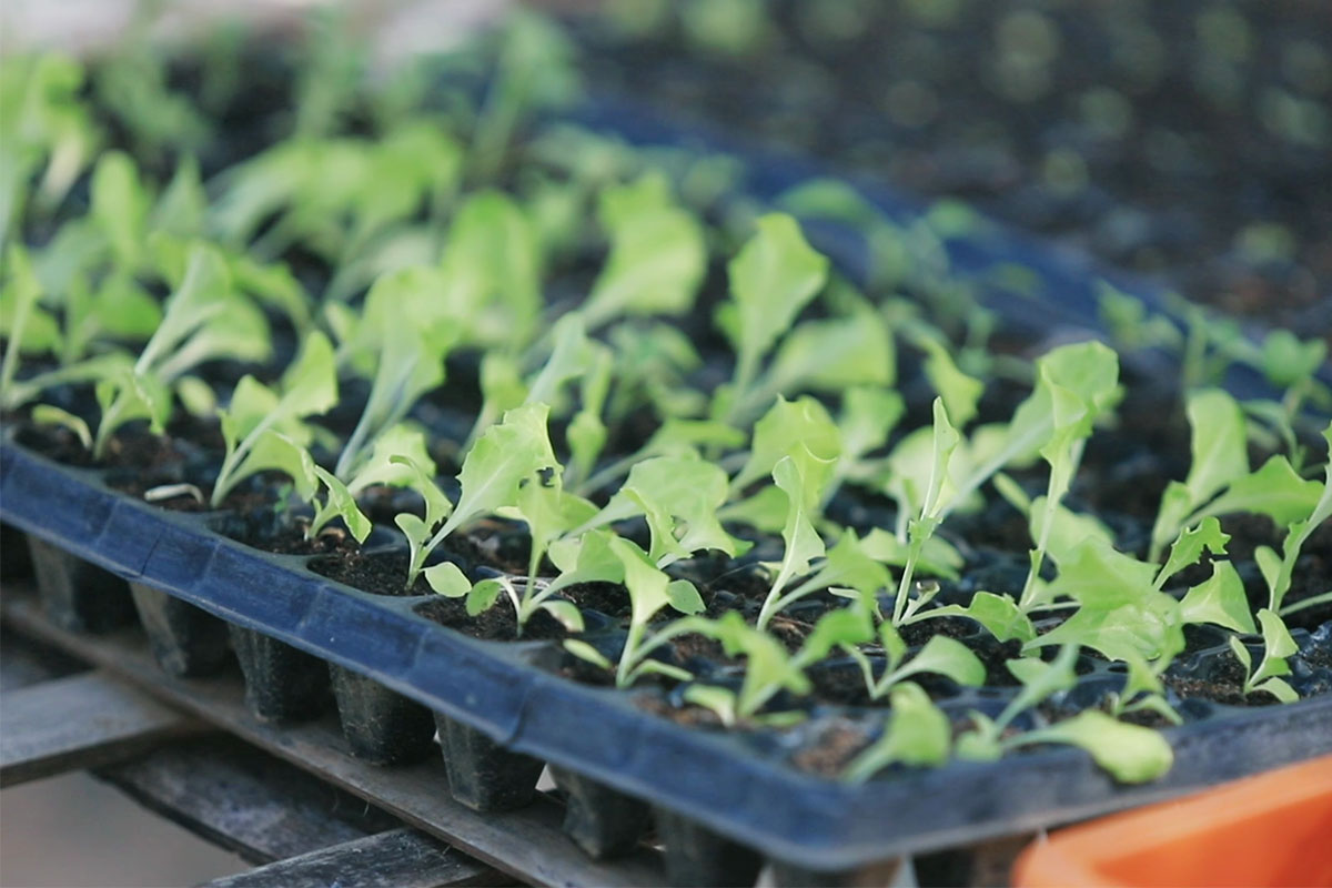 Gallery - IMPACT Farm