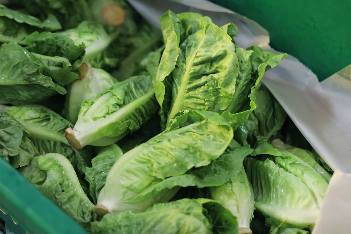 Gallery - IMPACT Farm