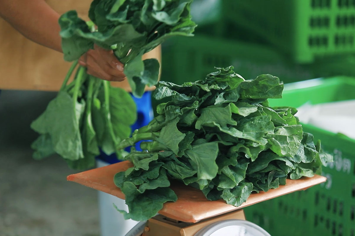 Gallery - IMPACT Farm