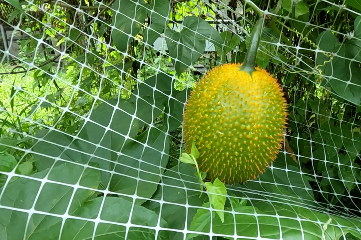 Gallery - IMPACT Farm