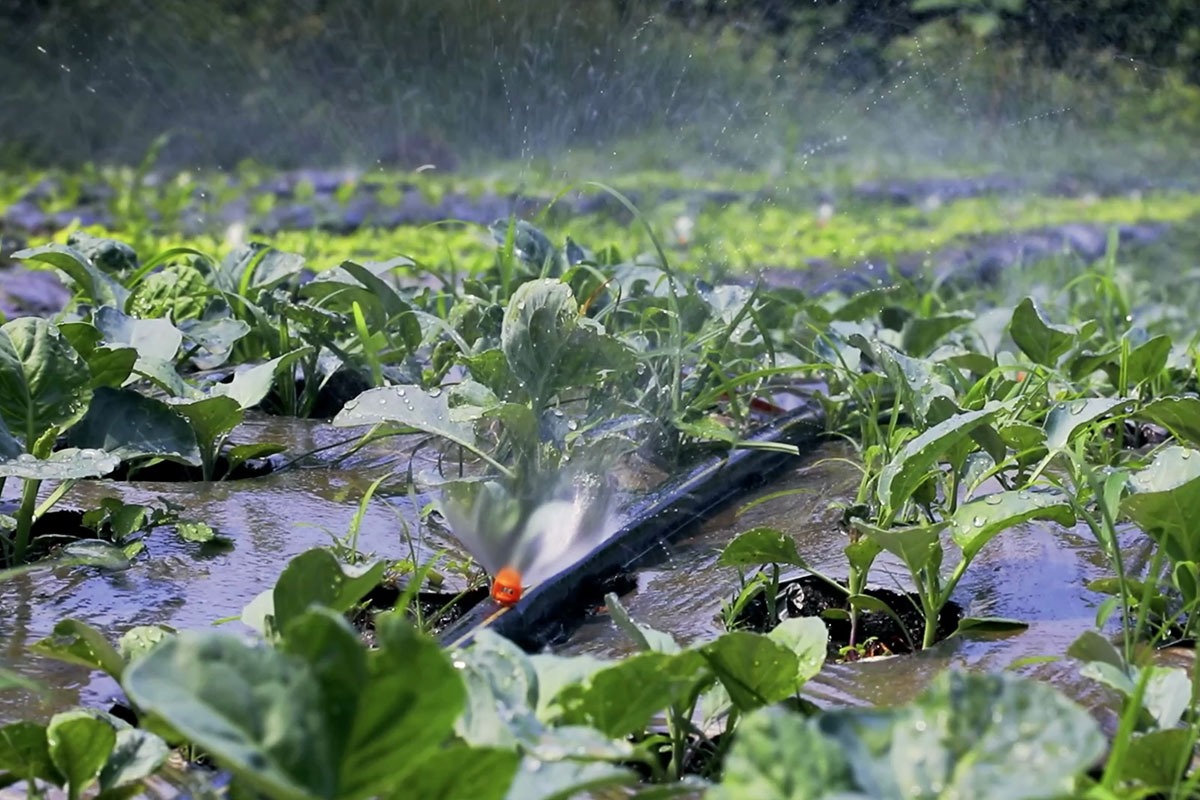 Gallery - IMPACT Farm