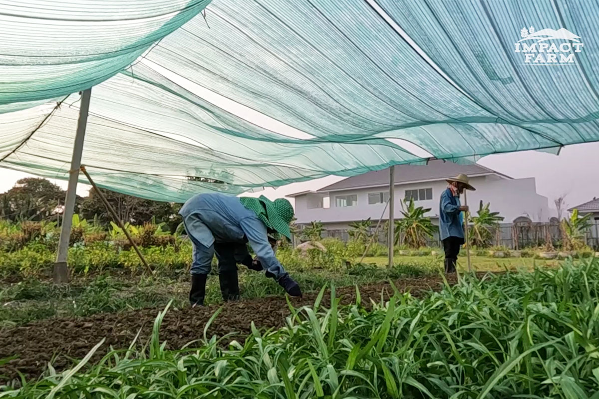 Gallery - IMPACT Farm