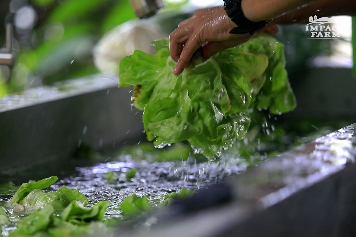 Gallery - IMPACT Farm