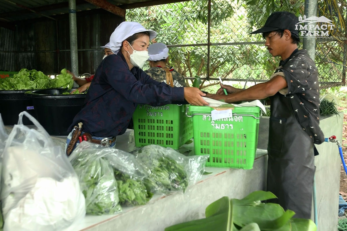 Gallery - IMPACT Farm